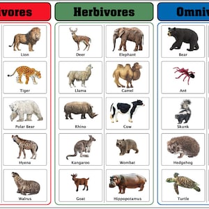 Buy Carnivores, Herbivores, and Omnivores Charts With Cards ...