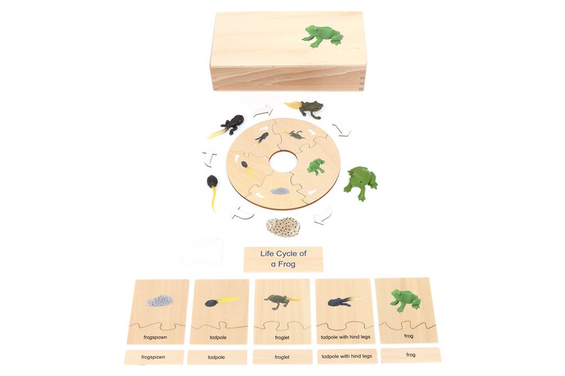 Life Cycle Set of a Frog - Montessori Life Cycle - Frog Life Cycle ...