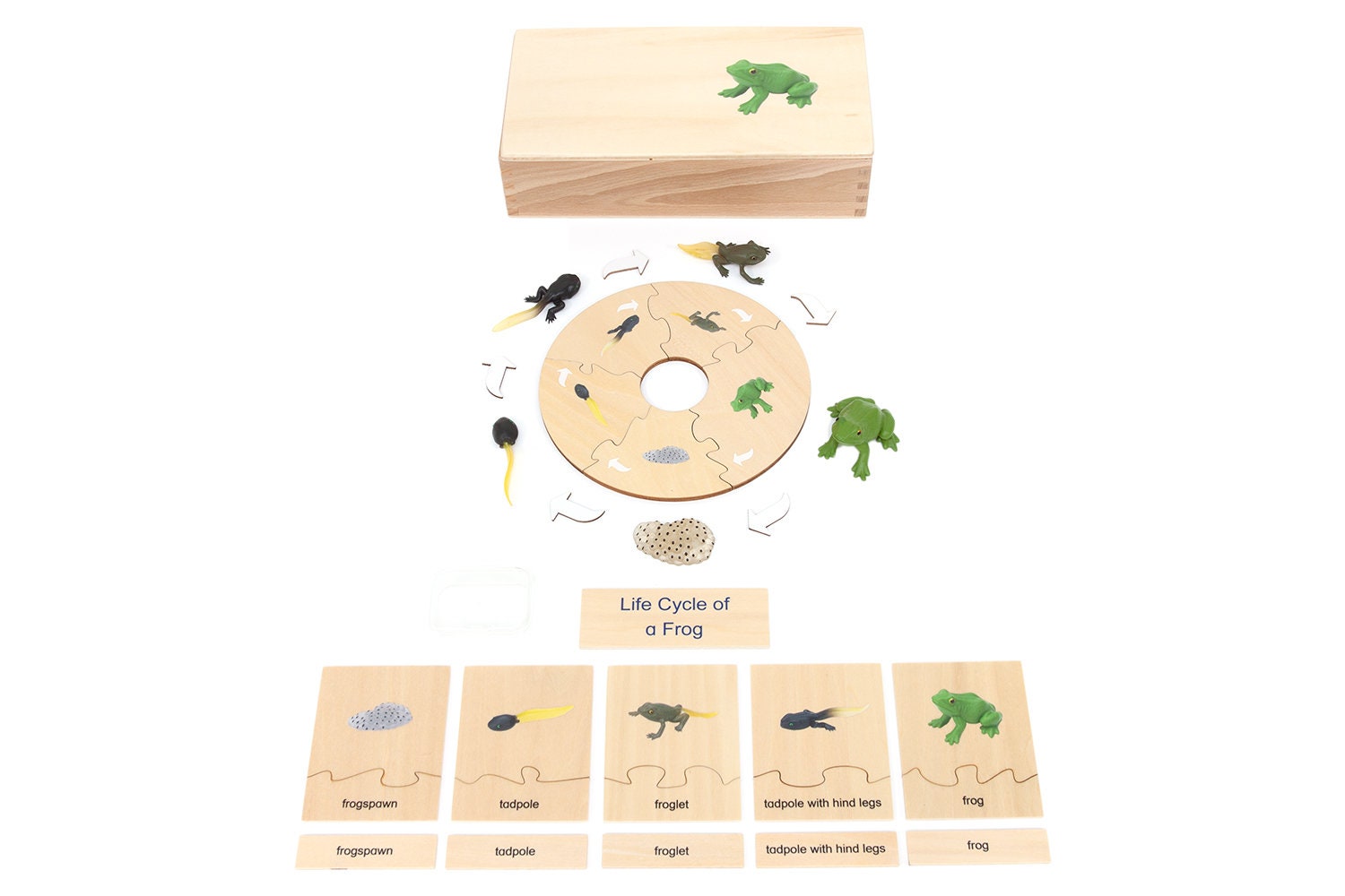 Life Cycle Set of a Frog Montessori Life Cycle Frog Life Cycle ...