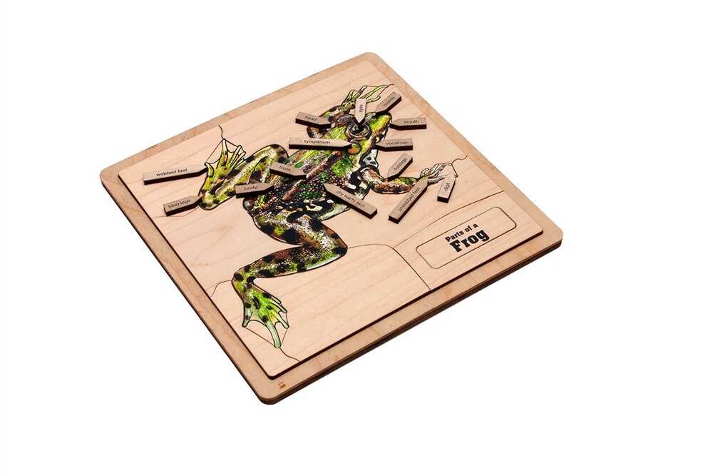 Parts of a Frog Puzzle With Nomenclature Cards 6-9 - Etsy
