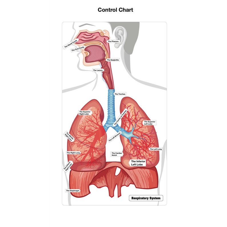 The Respiratory System Puzzle Montessori Science Learning Montessori ...