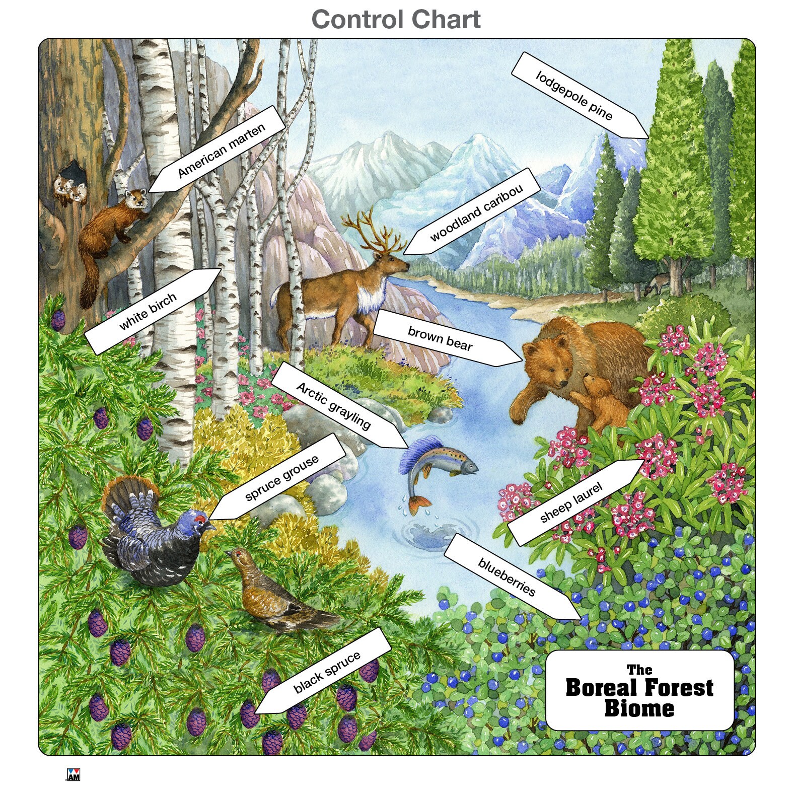 Boreal Forest Biome Puzzle Boreal Forest Forest Animal Habitat Study of ...