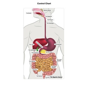 The Digestive System Puzzle - Human Digestive System - Montessori Human ...