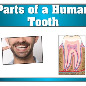 Parts of a Human Tooth Puzzle With Nomenclature Cards (6-9 ...