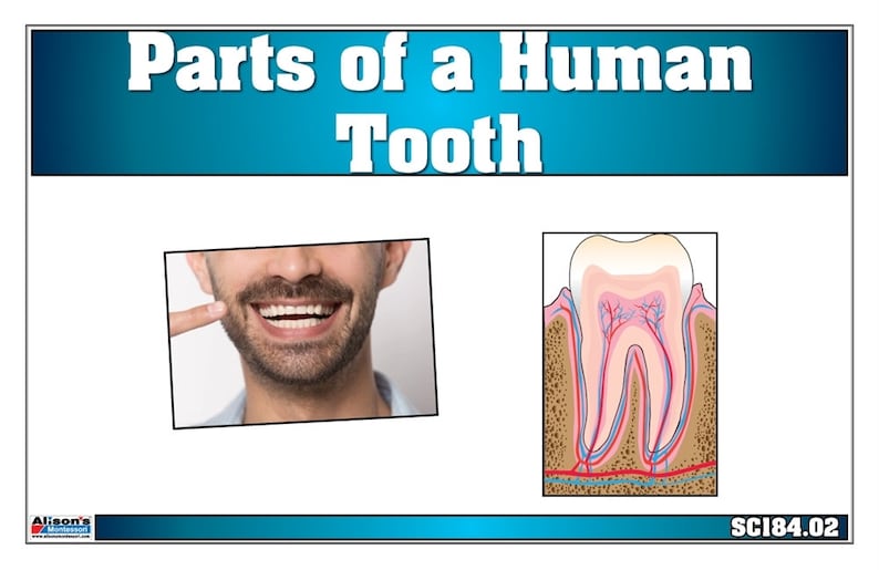 Parts of a Human Tooth Puzzle With Nomenclature Cards 6-9 - Etsy
