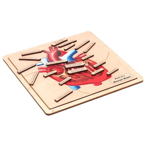 Montessori Parts of a Human Heart Puzzle | Human Heart Puzzle | Anatomy ...
