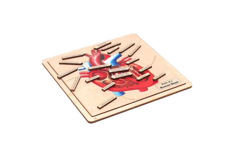 Montessori Parts of a Human Heart Puzzle | Human Heart Puzzle | Anatomy ...