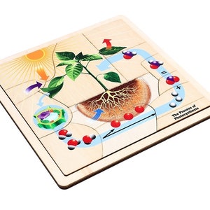 The Process of Photosynthesis Puzzle With Nomenclature Cards (3-6 ...