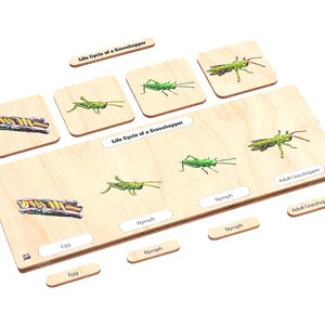 Wooden Life Cycle of an Grasshopper Puzzle Life Cycle - Etsy
