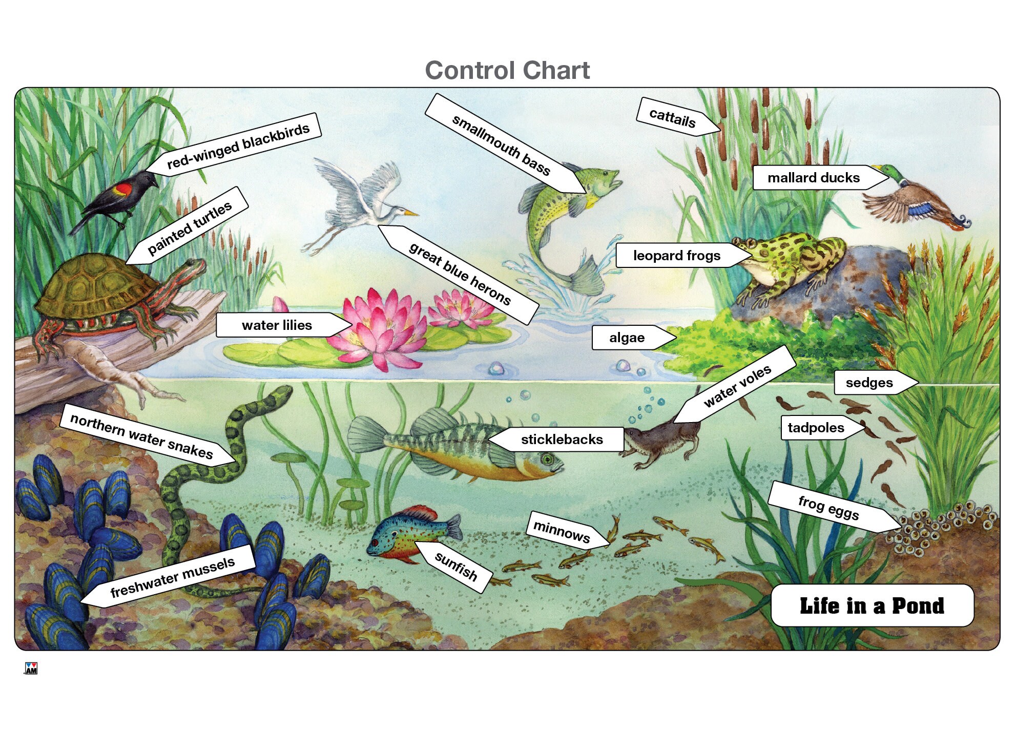 Life in a Pond Puzzle Montessori Puzzle Pond Life - Etsy