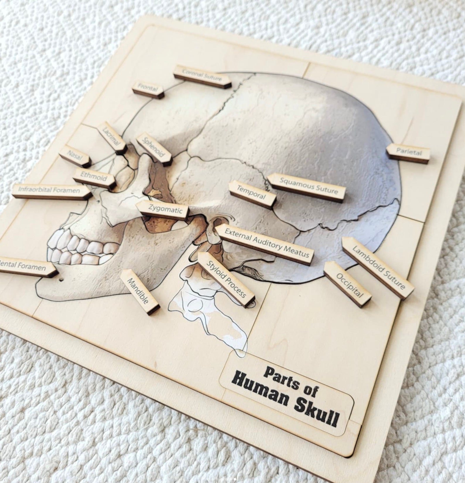 Parts of Human Skull Puzzle Montessori Science Puzzle - Etsy