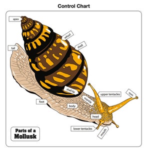 Parts of a Mollusk Puzzle With Nomenclature Cards (6-9) | Montessori ...