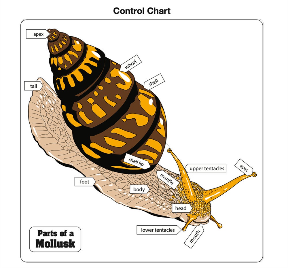 Parts of a Mollusk Puzzle With Nomenclature Cards (6-9) | Montessori ...