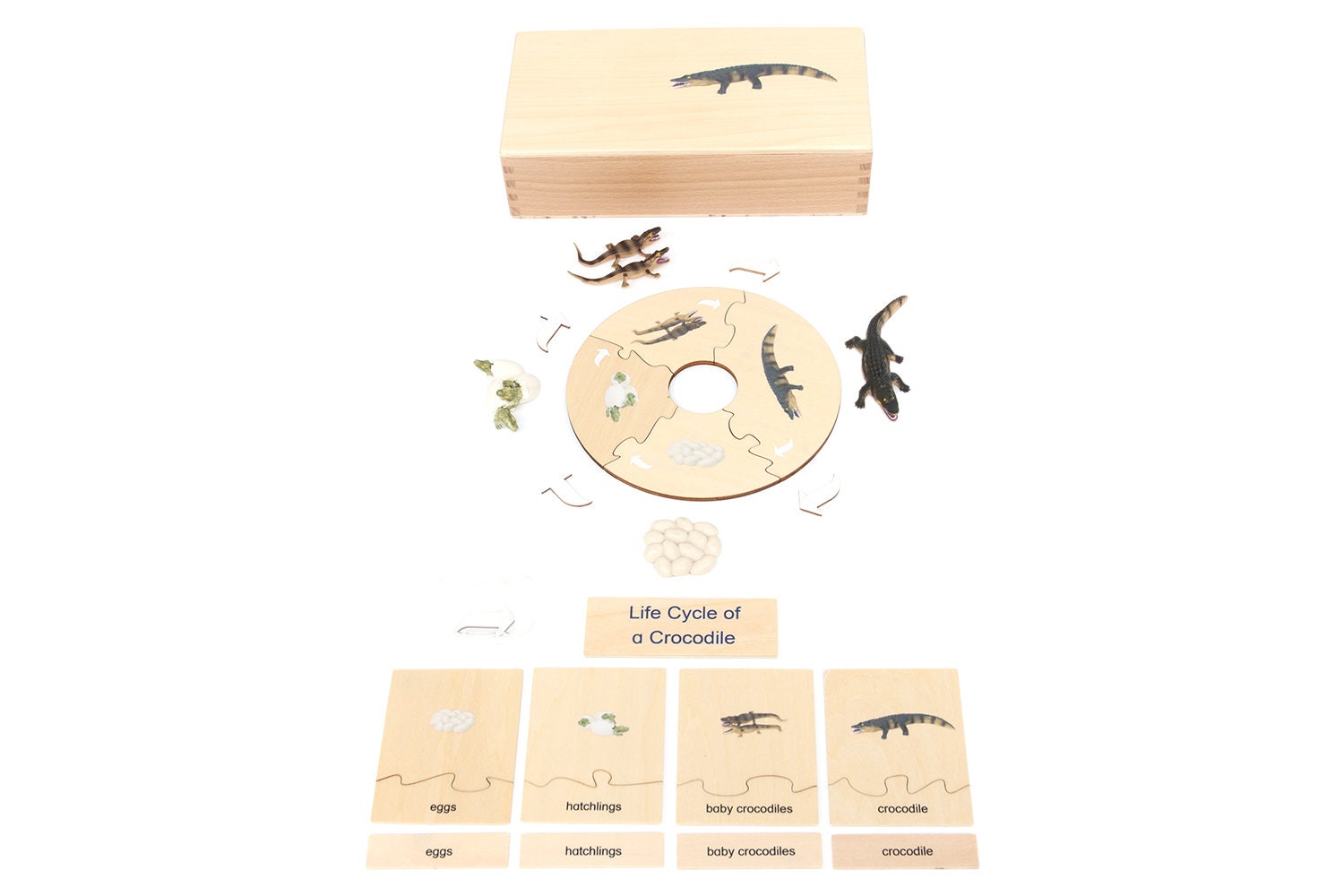 Life Cycle Set of a Crocodile Montessori Life Cycle Crocodile Life ...