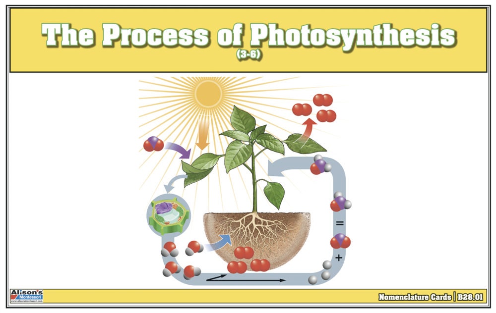 The Process of Photosynthesis Puzzle With Nomenclature Cards 3-6 ...