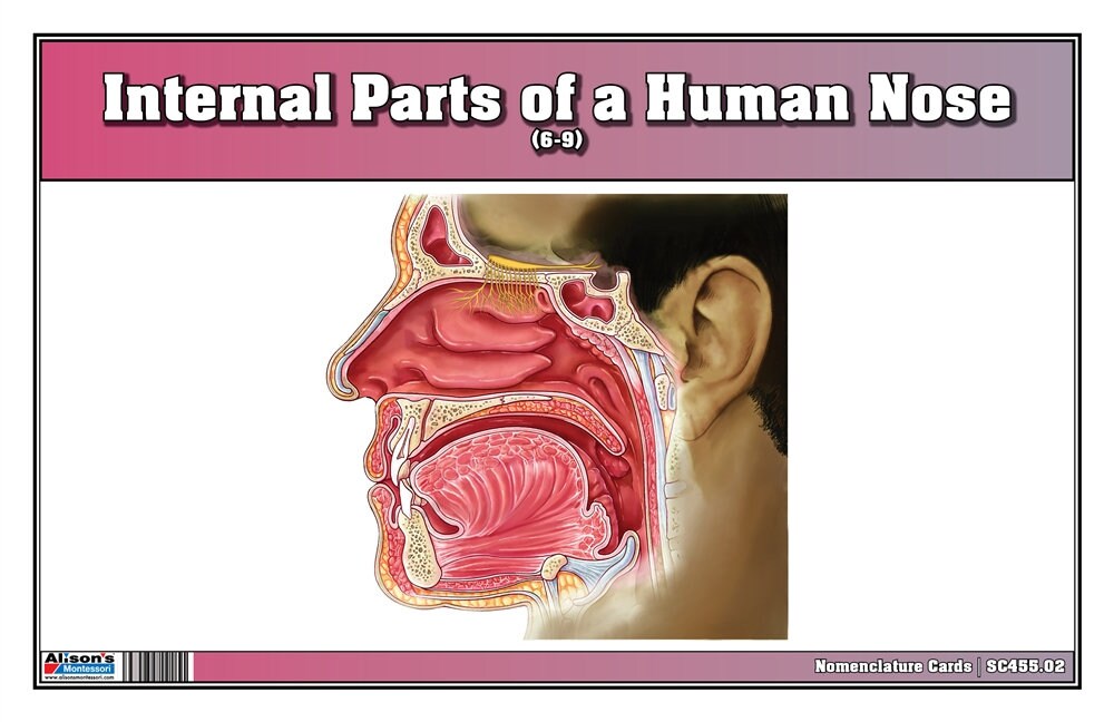 Internal Parts of a Human Nose Puzzle With Nomenclature Cards 6-9 ...