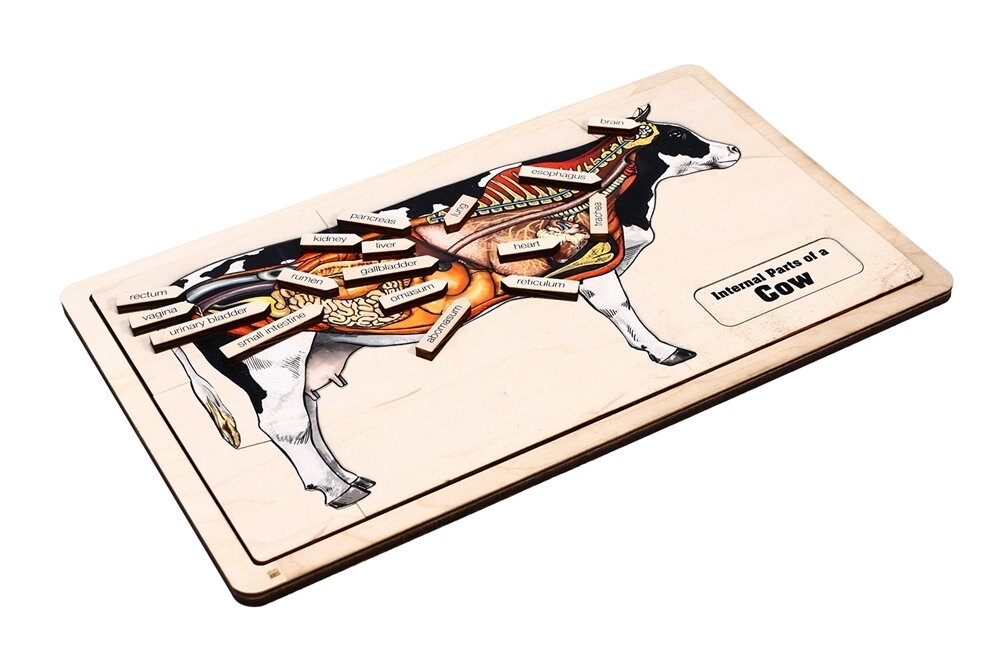 Internal Parts of a Cow Puzzle With Nomenclature Cards 3-6 printed ...
