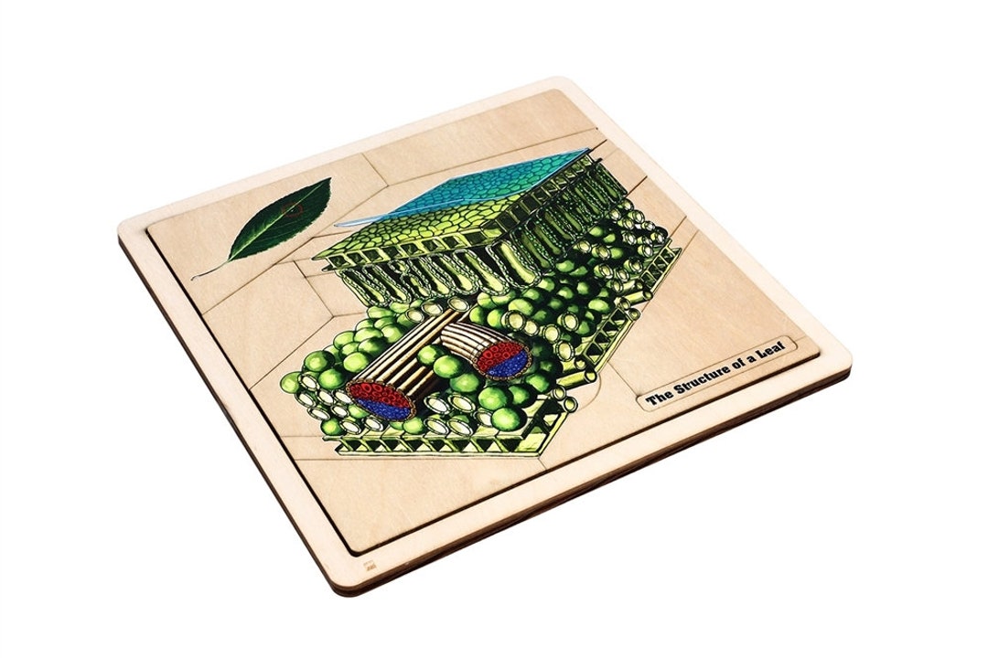 The Structure of a Leaf Puzzle With Nomenclature Cards (printed) (6-9 ...