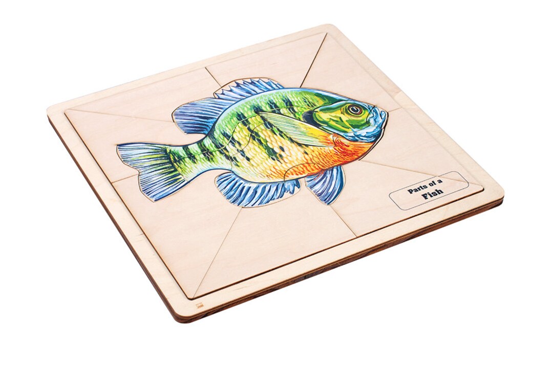Montessori Parts of a Fish Puzzle Montessori Zoology Materials ...