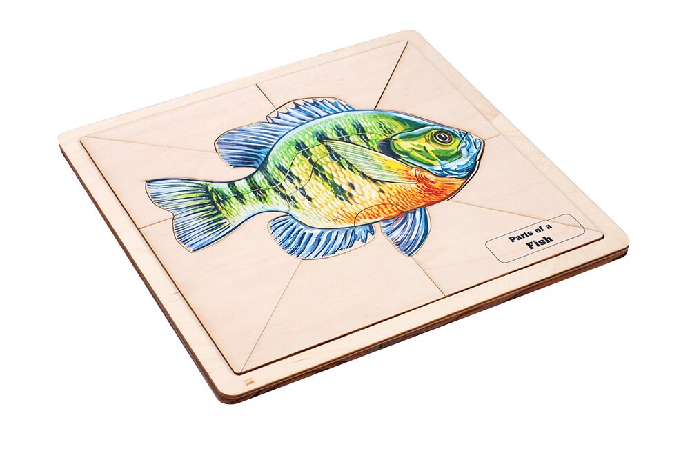 Montessori Parts of a Fish Puzzle Montessori Zoology Materials ...