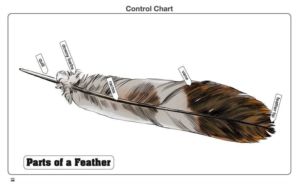 Parts of a Feather Puzzle With Nomenclature Cards 6-9 Montessori ...