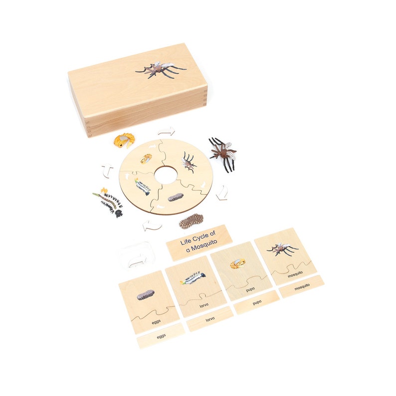 Life Cycle Set of a Mosquito Montessori Life Cycle - Etsy