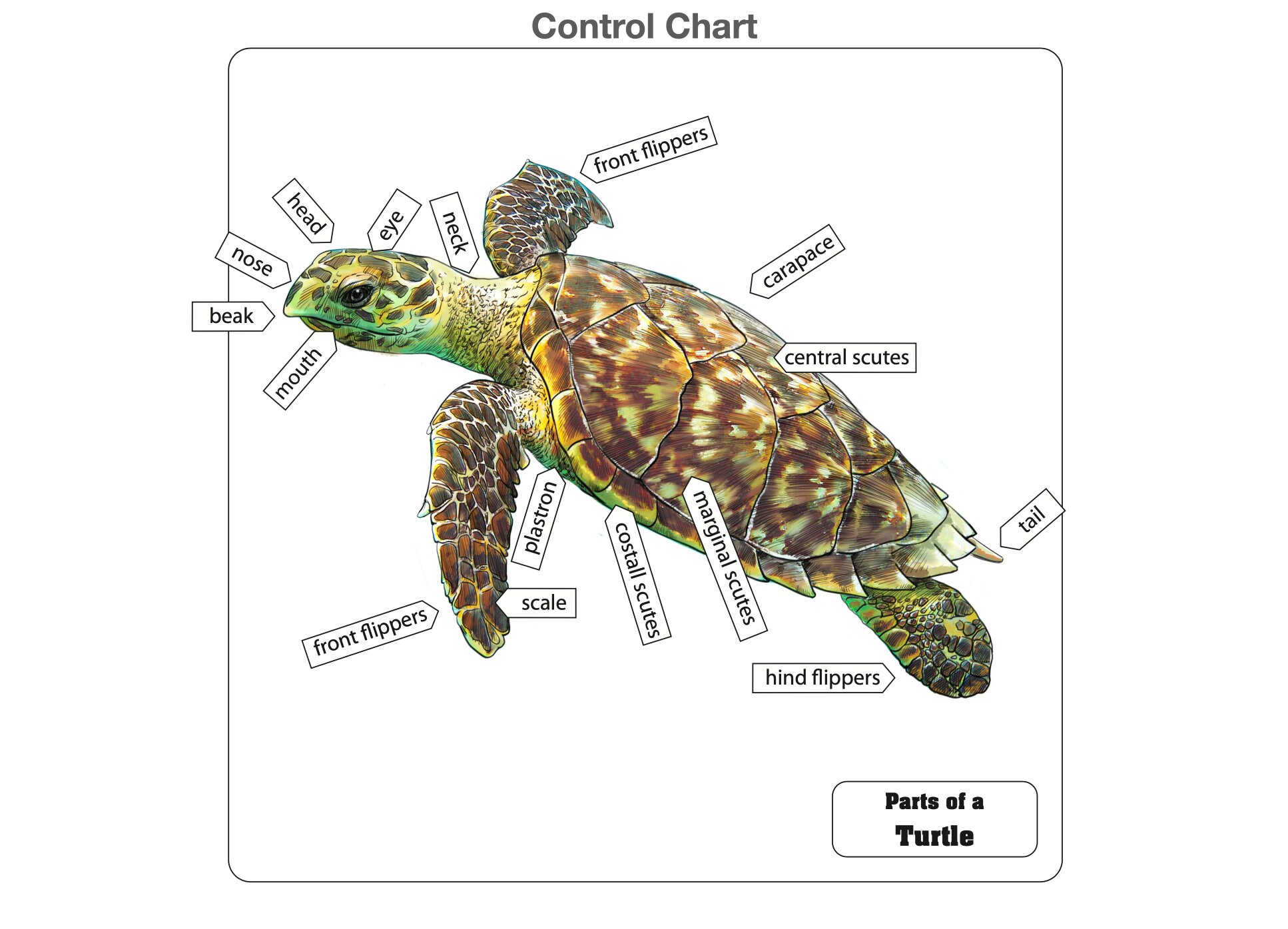 Montessori Parts of a Turtle Puzzle Montessori Zoology - Etsy