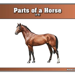Parts of a Horse Puzzle With Nomenclature Cards (3-6) | Montessori ...