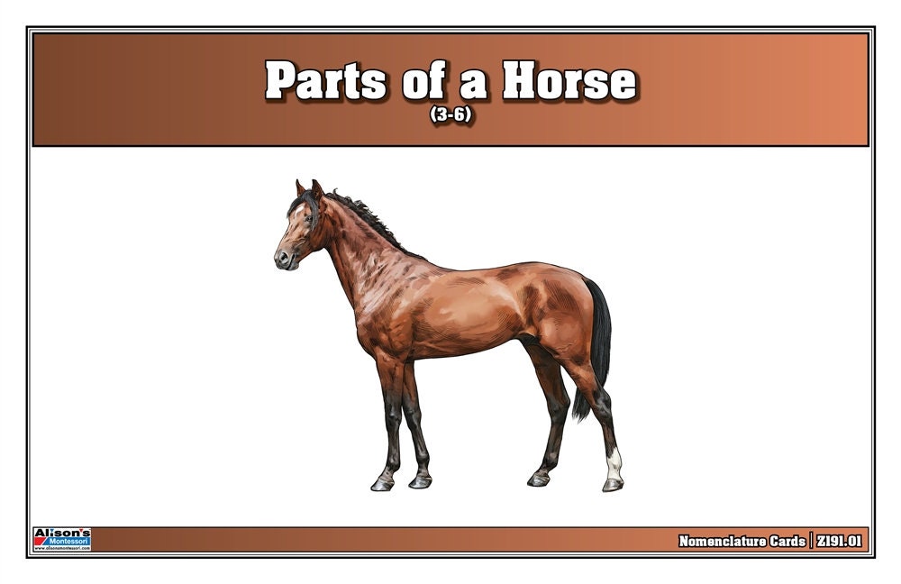 Parts of a Horse Puzzle With Nomenclature Cards 3-6 Montessori ...