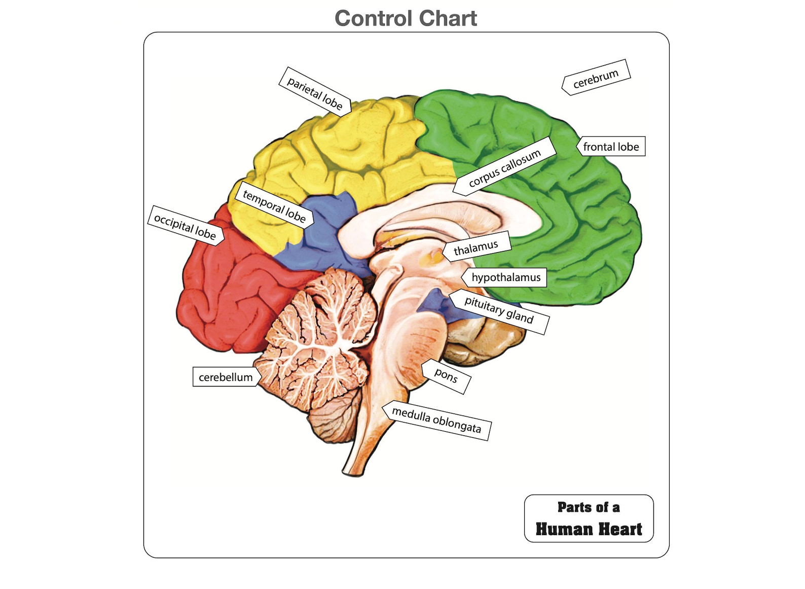 Montessori Parts of a Human Brain Puzzle - Montessori Science Materials ...