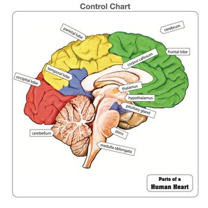 Montessori Parts of a Human Brain Puzzle - Montessori Science Materials ...
