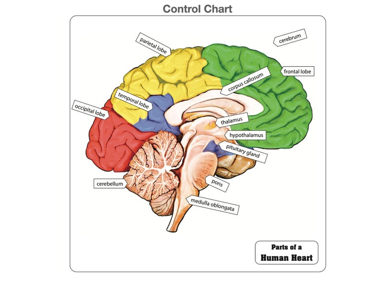 Montessori Parts of a Human Brain Puzzle - Montessori Science Materials ...