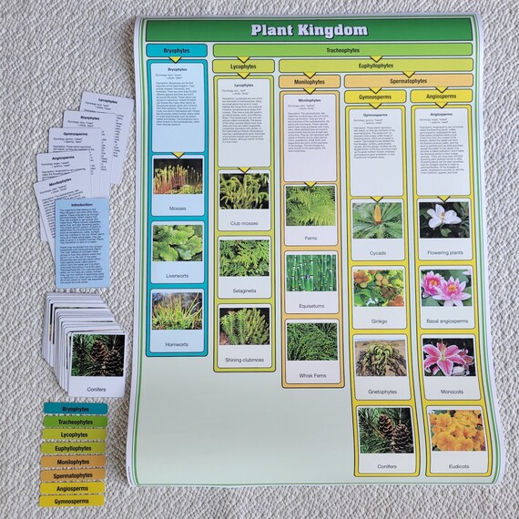 Plant Kingdom Chart Complete Set Montessori Kingdoms - Etsy