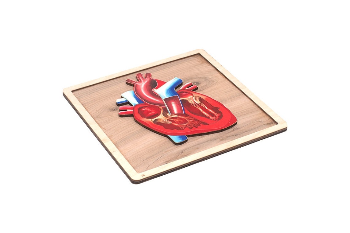Parts of a Human Heart Puzzle With Nomenclature Cards 6-9 - Etsy
