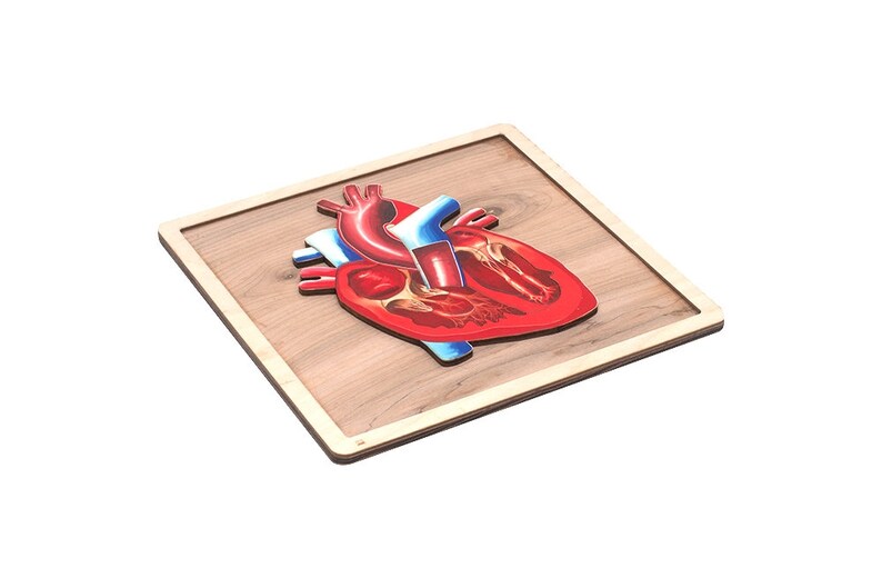 Parts of a Human Heart Puzzle With Nomenclature Cards 6-9 Montessori ...