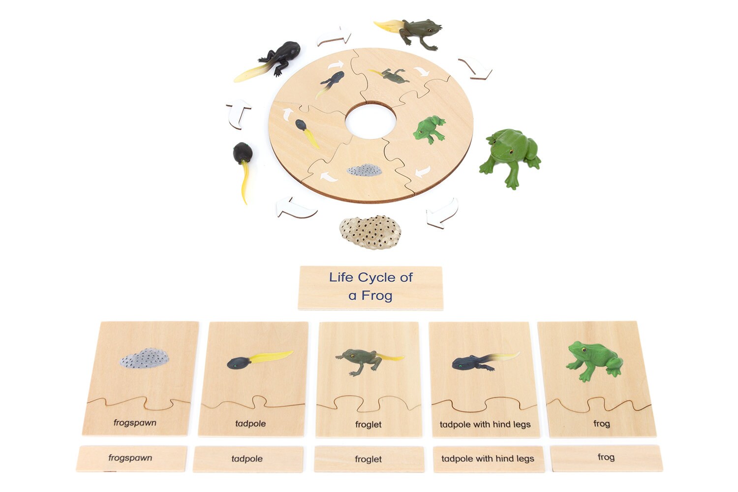 Life Cycle Set of a Frog Montessori Life Cycle Frog Life Cycle ...