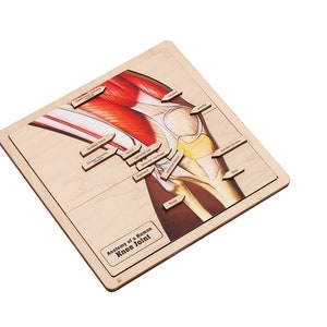 Anatomy of a Human Knee Joint Puzzle With Nomenclature Cards (6-9 ...