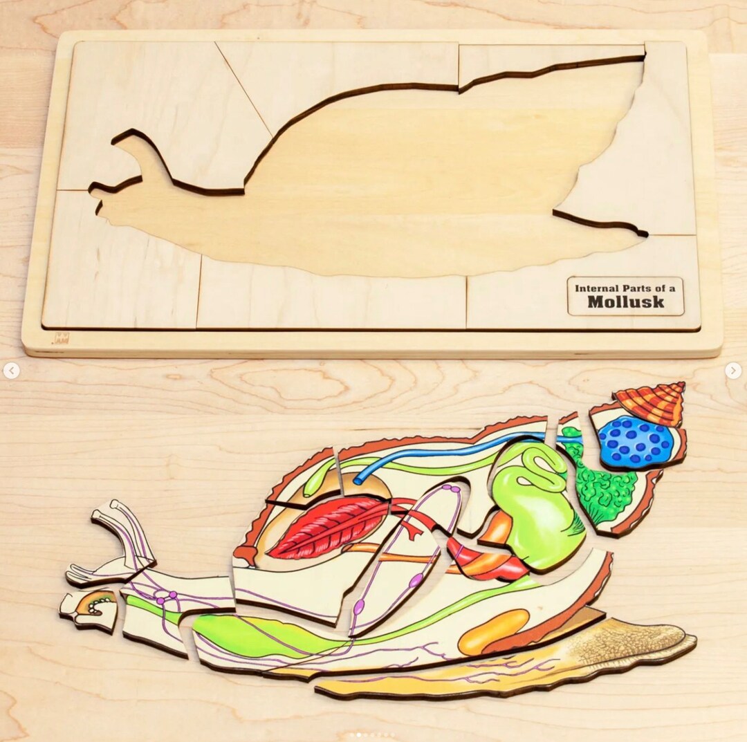 Internal Parts of a Mollusk | Montessori Materials | Montessori Wooden ...