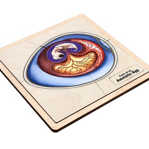 Parts of an Amniotic Egg Puzzle With Nomenclature Cards (6-9) (printed ...