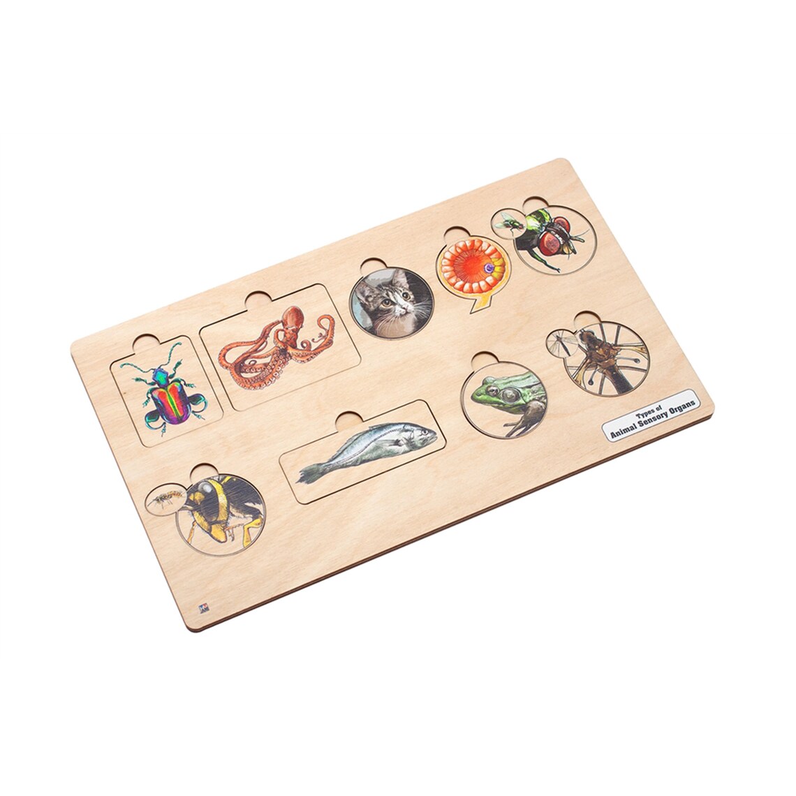 Types of Animal Sensory Organs Puzzle Montessori Zoology Curriculum ...