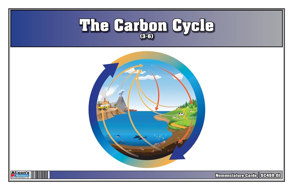 The Carbon Cycle Puzzle With Nomenclature Cards (3-6) (printed ...
