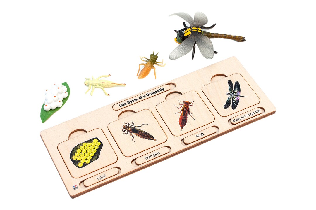 Wooden Life Cycle Set: Dragonfly | Montessori Puzzles | Montessori Life ...