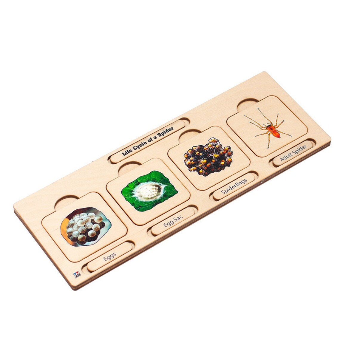 Life Cycle Set: Beetle Life Cycle of a Spider Montessori Life Cycle ...
