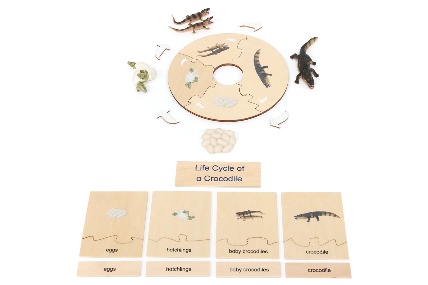 Life Cycle Set of a Crocodile Montessori Life Cycle Crocodile Life ...