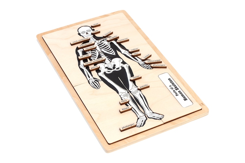 Parts of a Human Skeleton Puzzle | Montessori Puzzle | Human Skeleton ...
