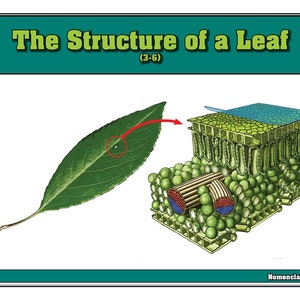 The Structure of a Leaf Puzzle With Nomenclature Cards (3-6 ...