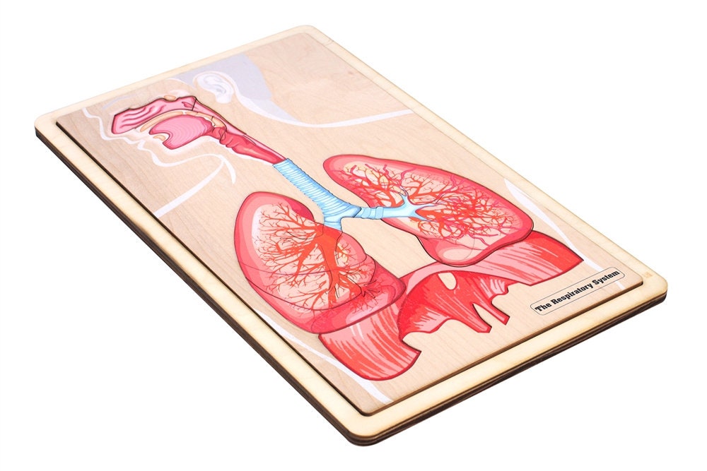 The Respiratory System Puzzle With Nomenclature Cards 3-6 Montessori ...