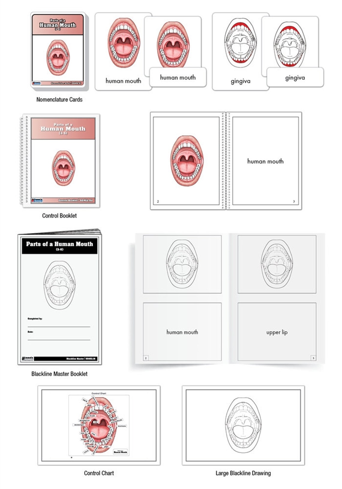 Parts of a Human Mouth Puzzle With Nomenclature Cards 3-6 printed ...