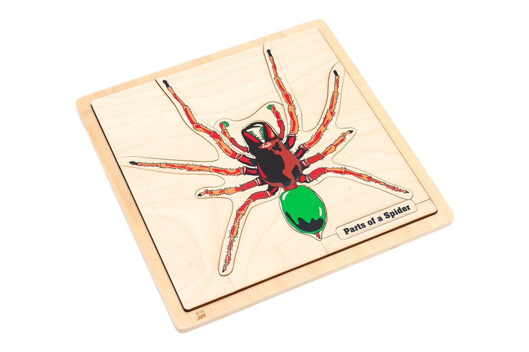 Parts of a Spider Puzzle With Nomenclature Cards (3-6) (printed ...