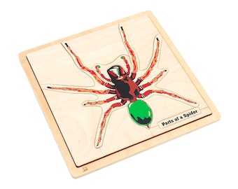 Montessori 3 Part Cards- Parts of a Spider - Etsy